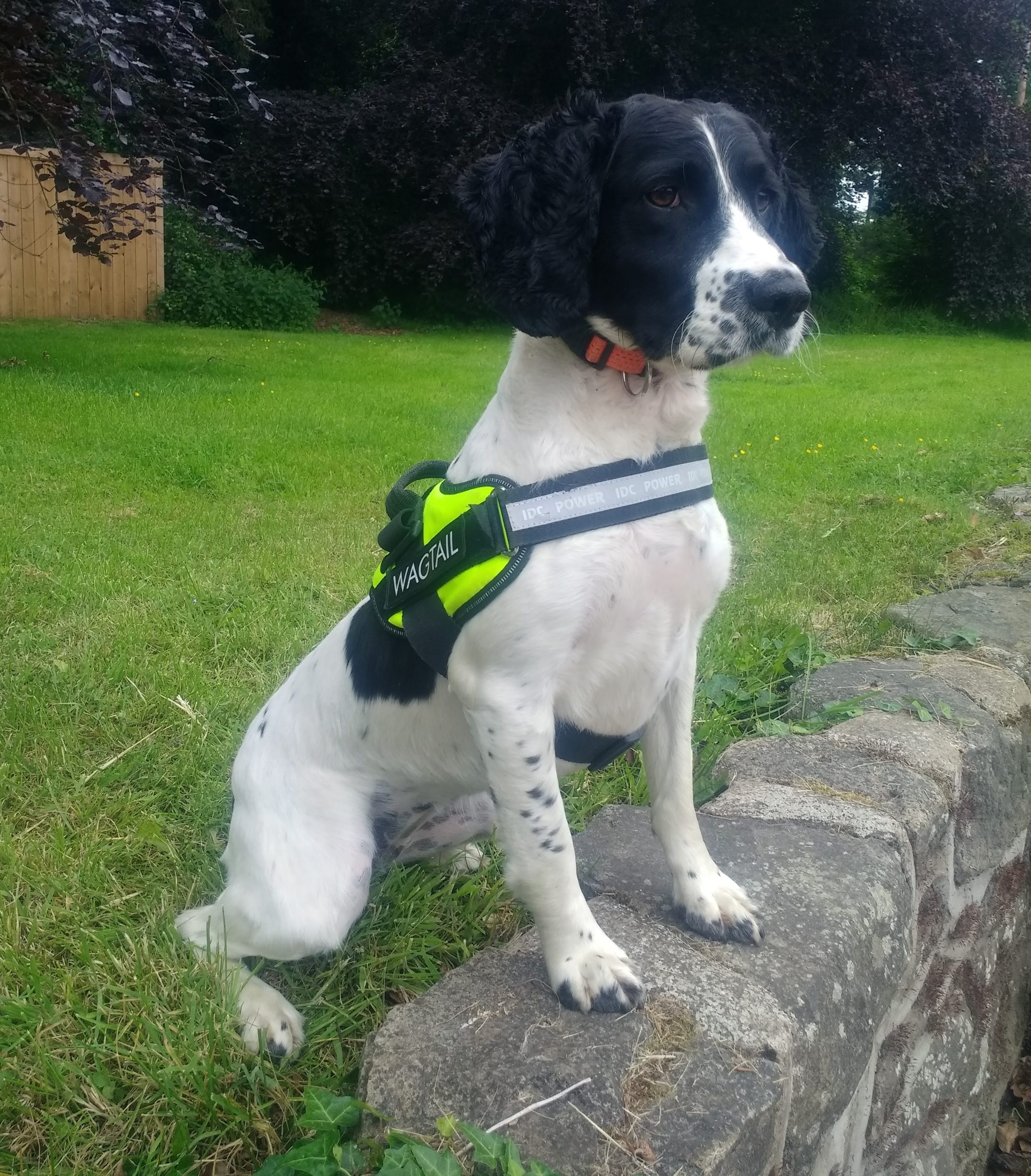 Sniffer dog Pippa to show off her skills at roadshows highlighting ...