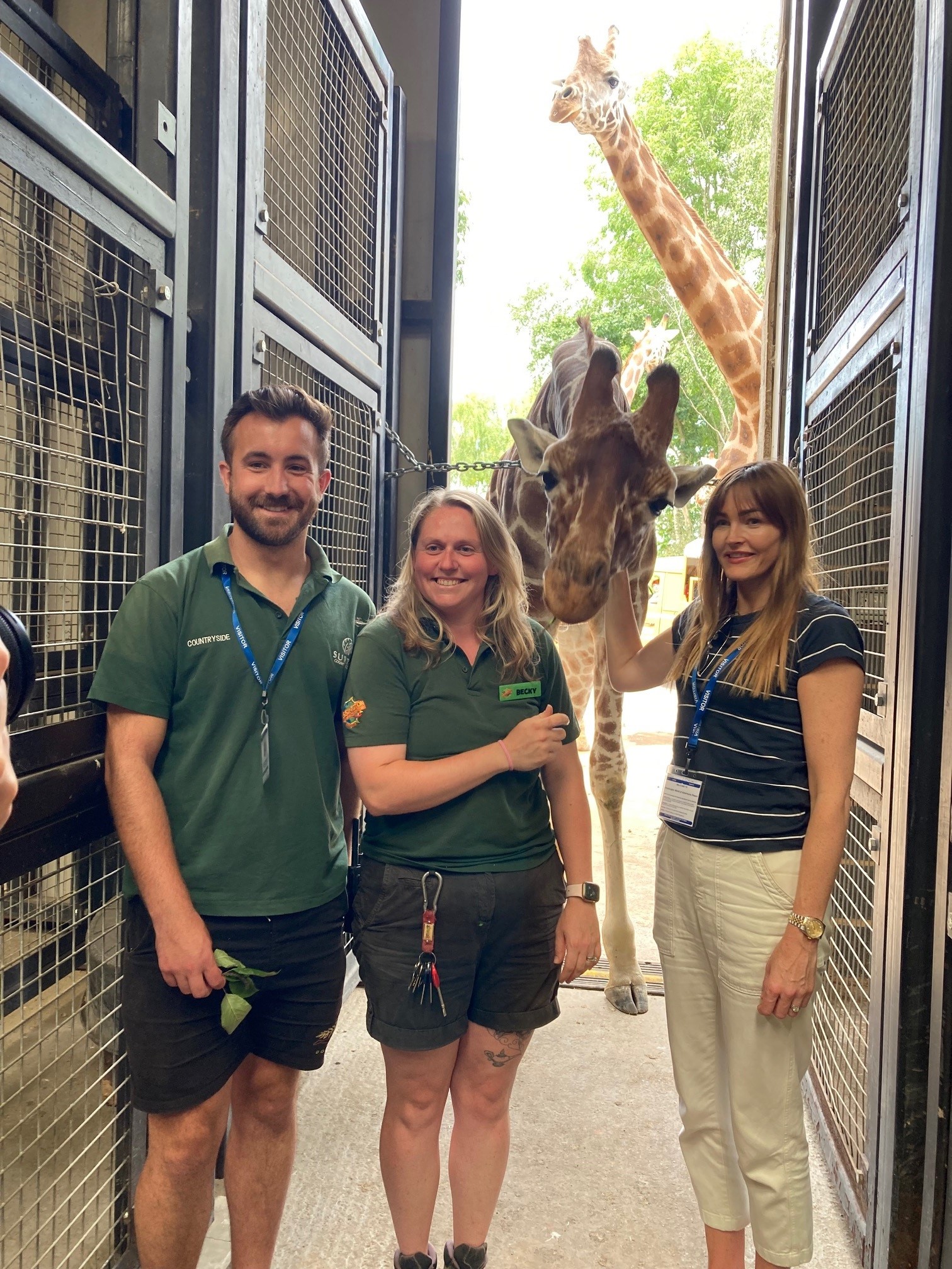 Helping Chessington’s Giraffes to eat their greens! | Surrey News