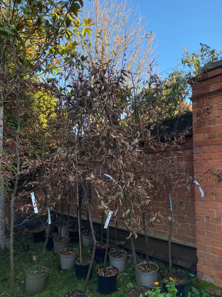 Free trees for Surrey residents at giveaway events | Surrey News